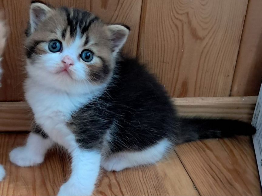 Замурчательные котята