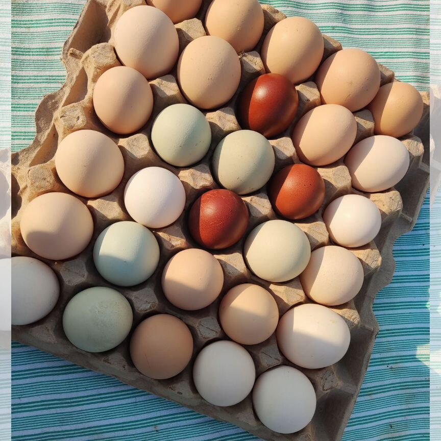 Домашние куриные яйца на инкубацию
