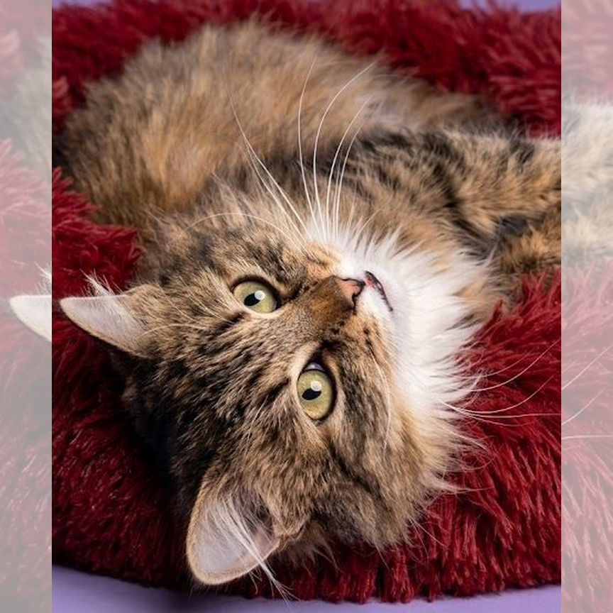 Сибирская, взрослая кошка