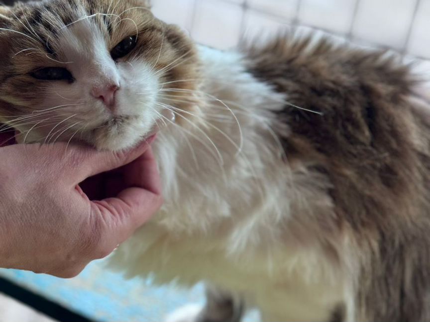 Кошка Эля в добрые руки