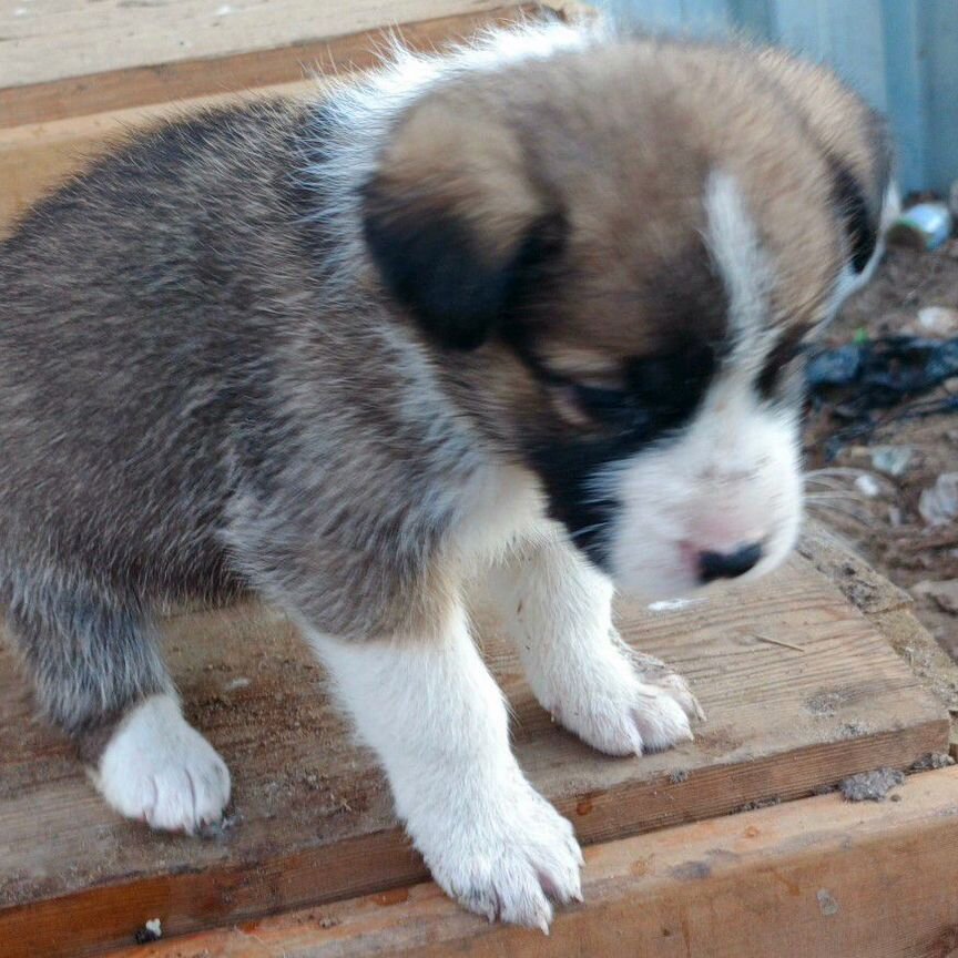 Щенки Алабая