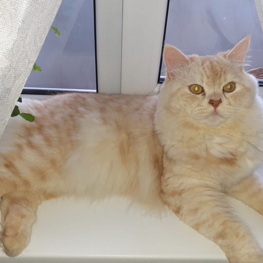 Отдам в добрые руки кота и кошку