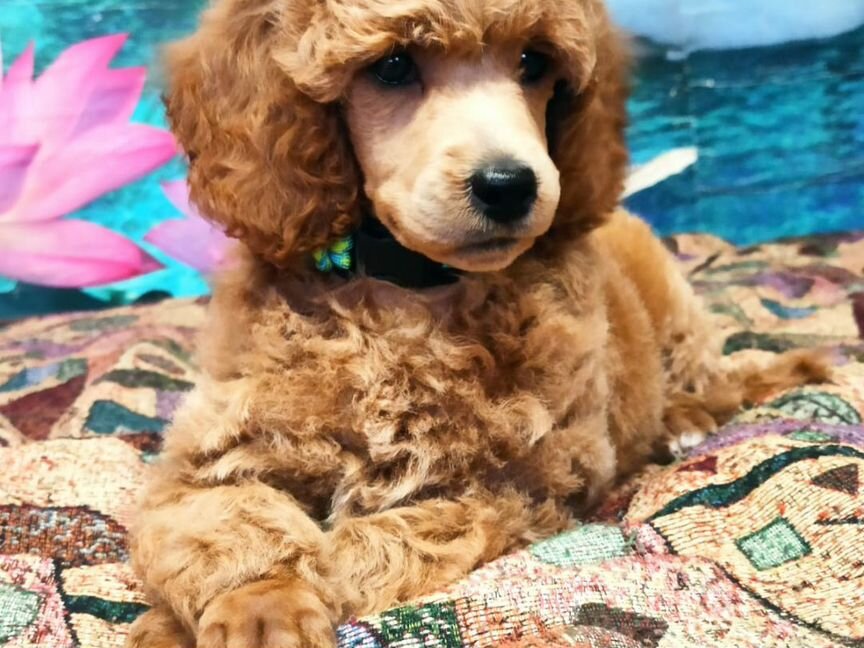 Щенки пуделя