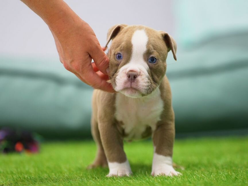 Американский булли щенок мальчик 1,5 месяца