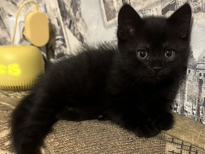 Шотландский котик