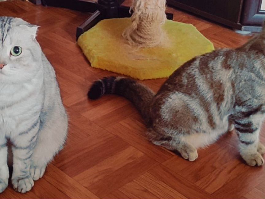 Шотландские котята