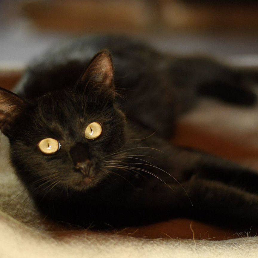 Кошка Черничка в добрые руки