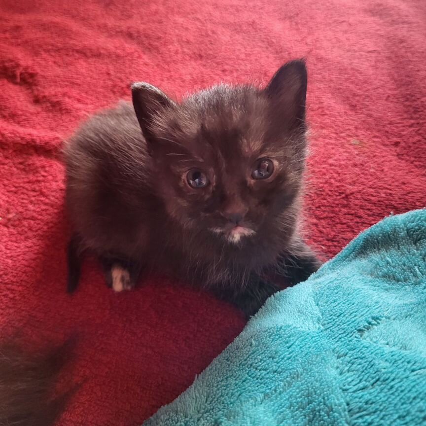 Замечательные котята ищут любящую семью