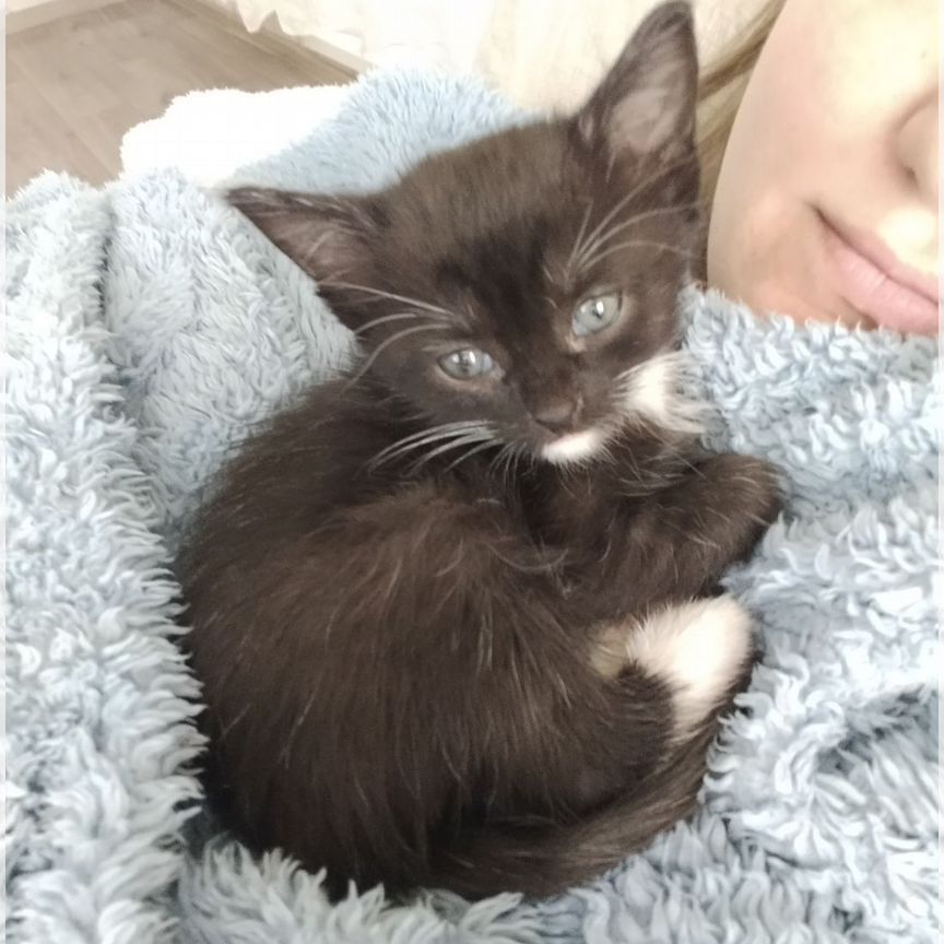 Котёнок в добрые руки