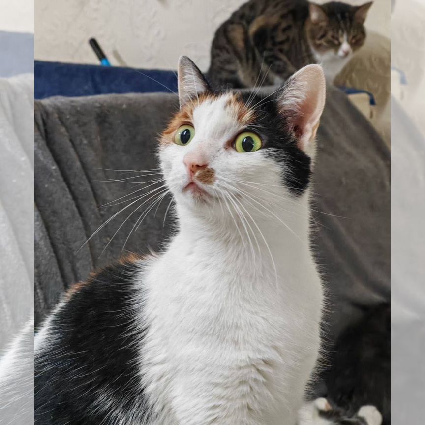 Взрослая кошка от частного владельца