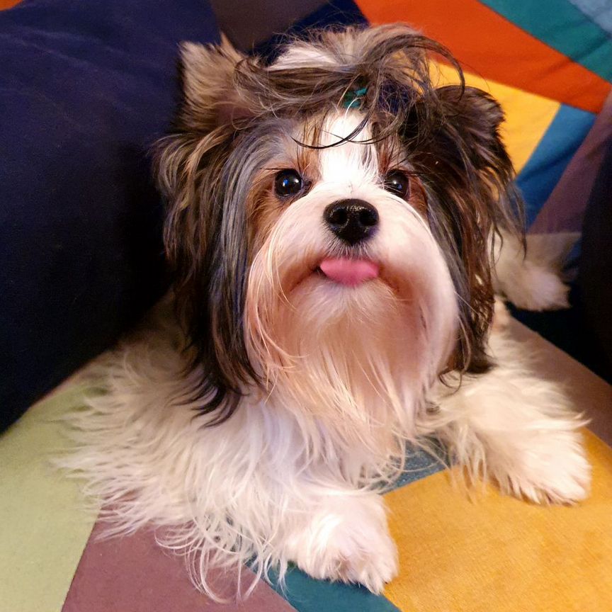 Бивер йорк взрослая девочка