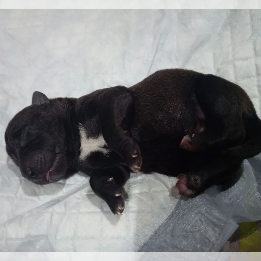 Американский питбультерьер, щенок