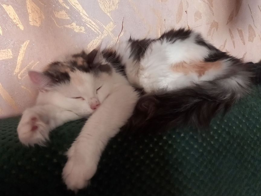 Кошка