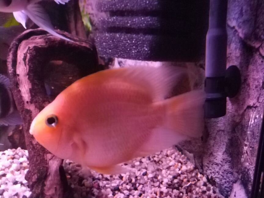 Аквариумные рыбки. Цихлиды