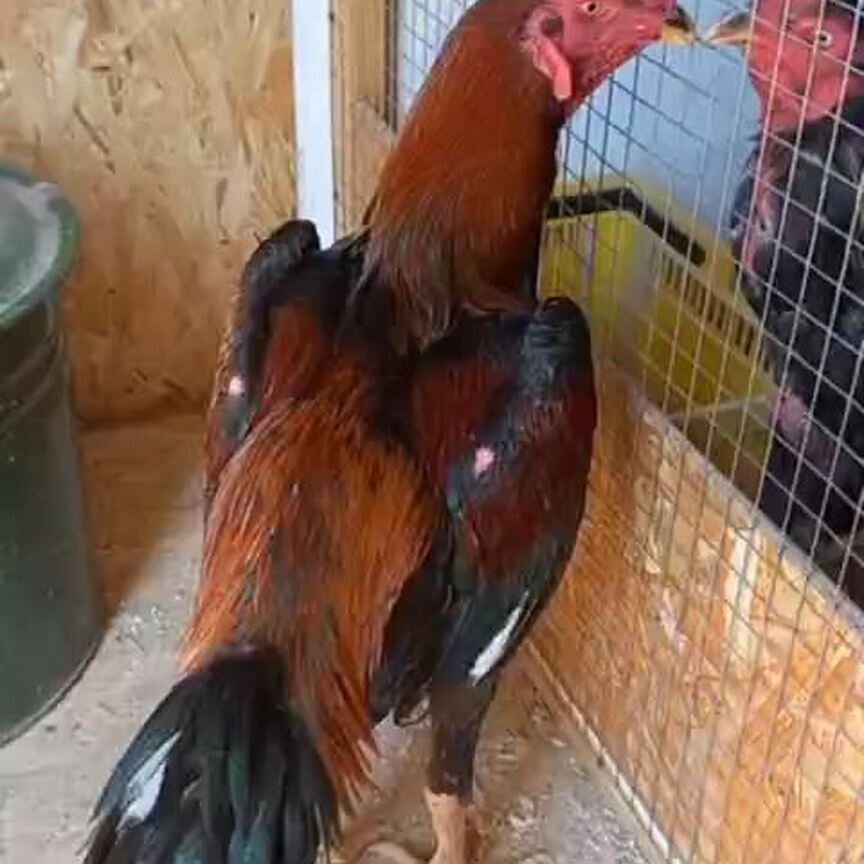 Шамо бойцовский петухи