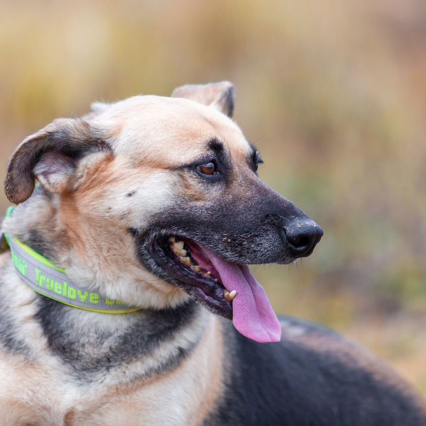 Осторожный Клайд