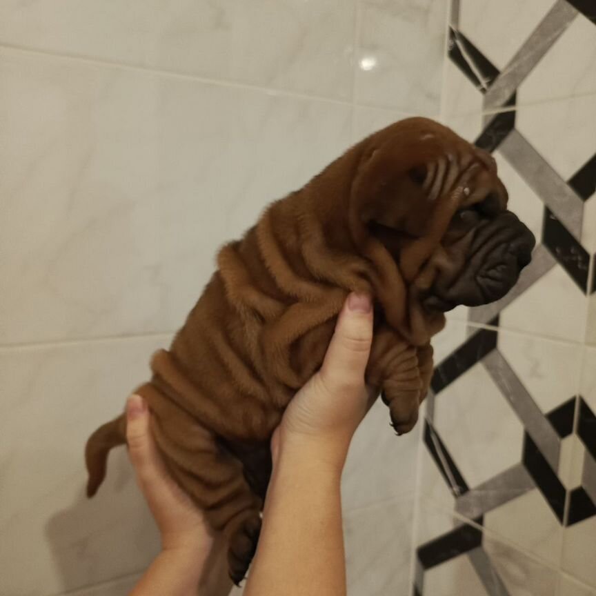 Щенки шарпея