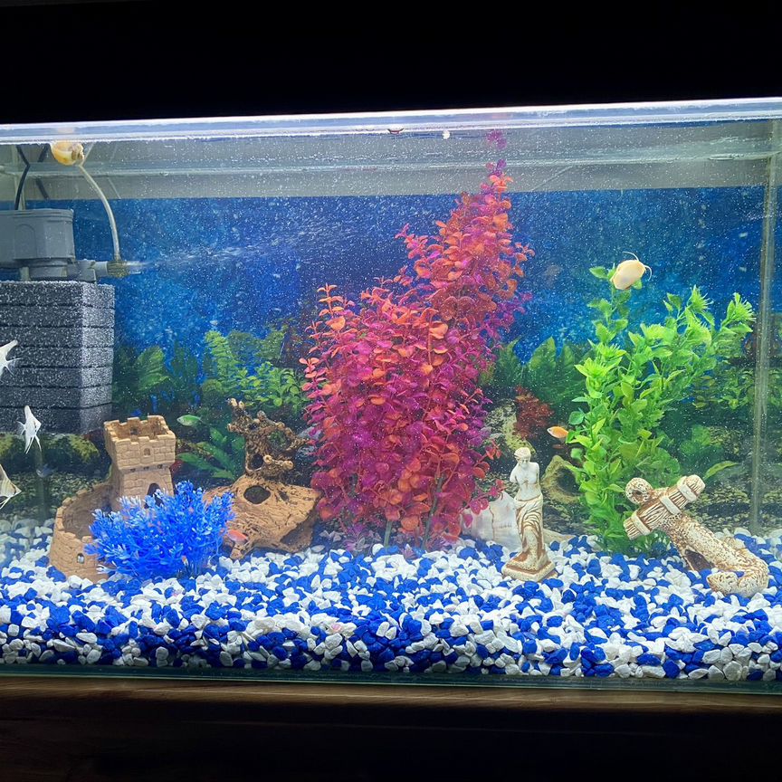 Аквариум террариум