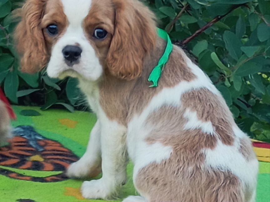 Мальчик красавчик кавалерчик