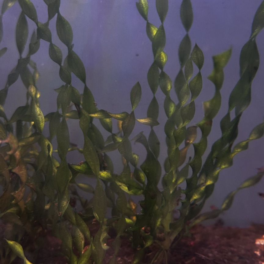 Валиснерия спиралевидная