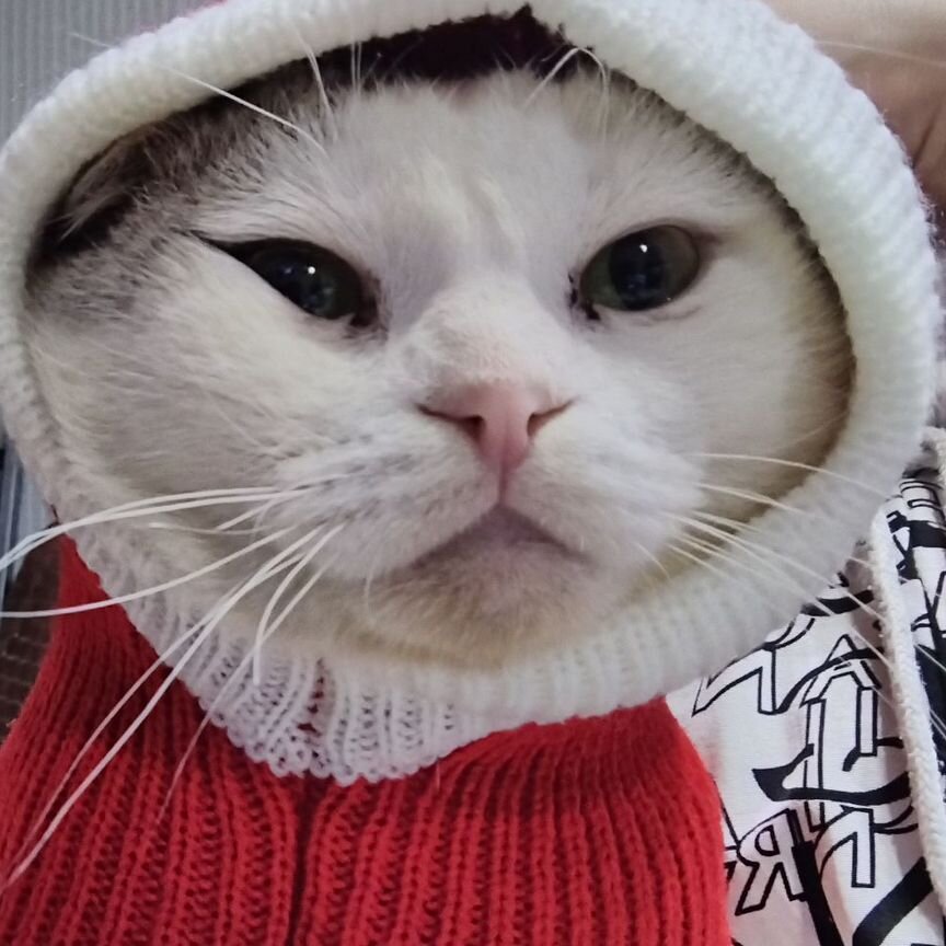 Шотландский кот