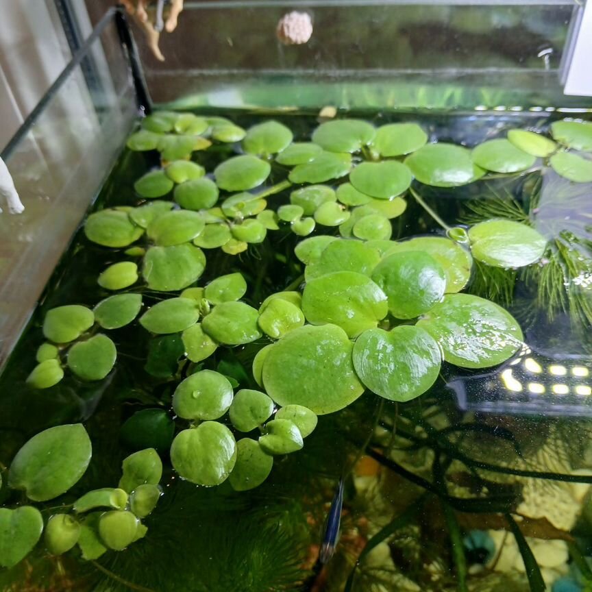 Аквариумное растение