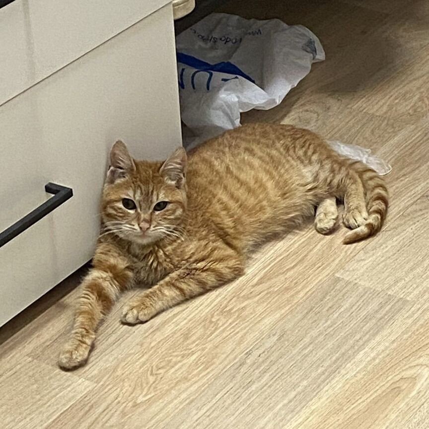 Котенок подросток жил на помойке