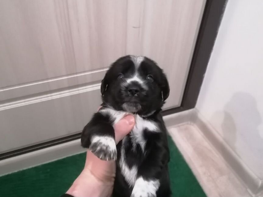 Щенки хаски спаниэль