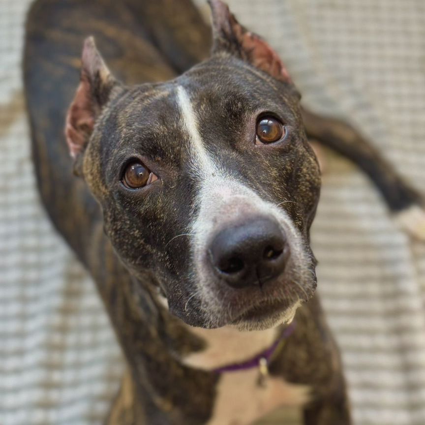 Питбуль ищет дом