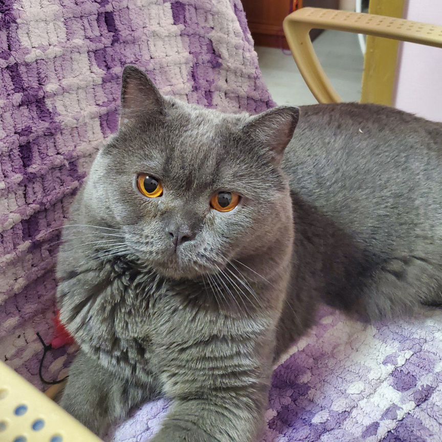 Кот британец прямоухий на вязку/случку