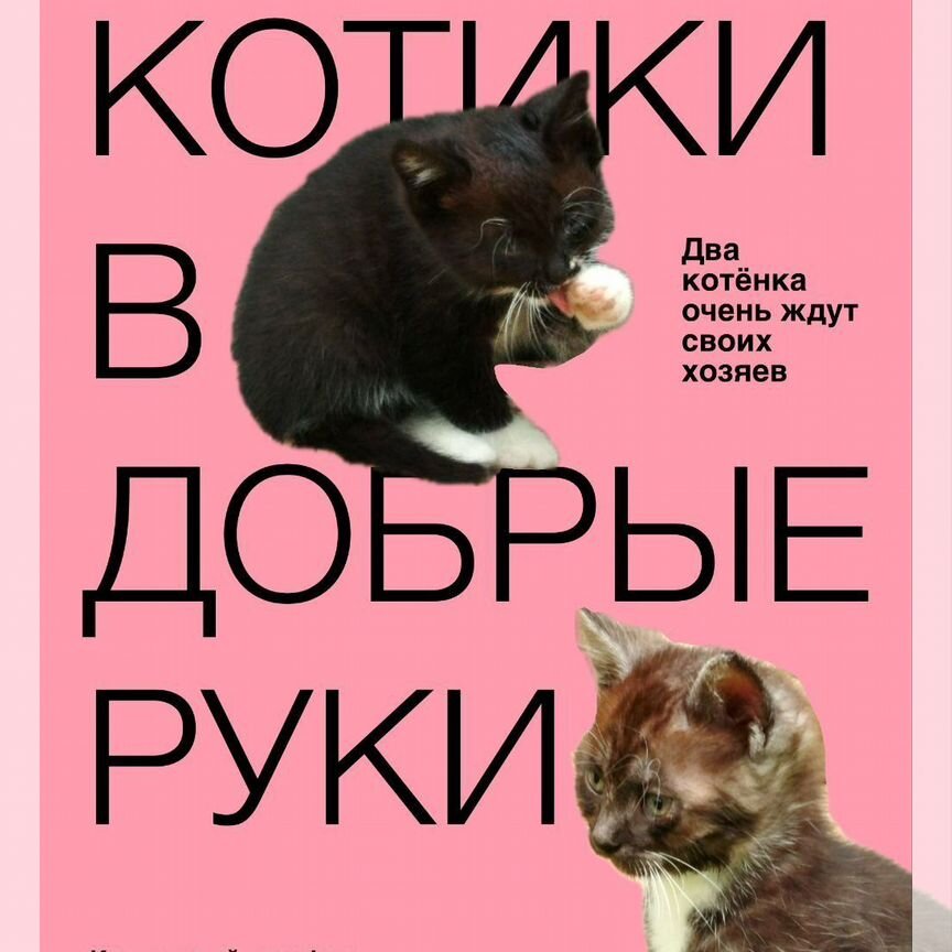 Котята в добрые руки