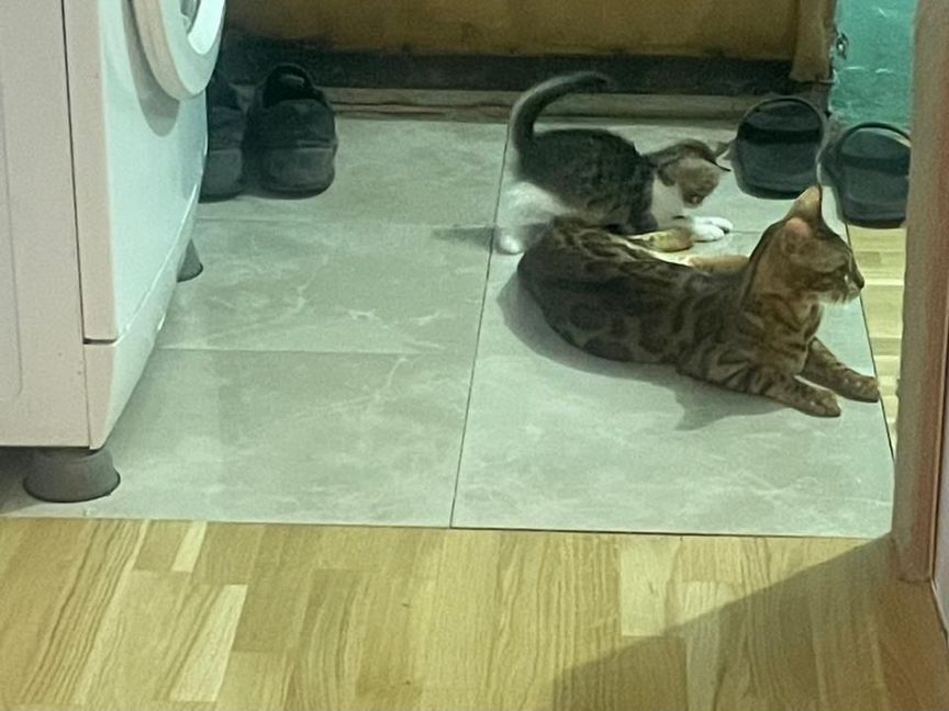 Котята в добрые руки даром девочка