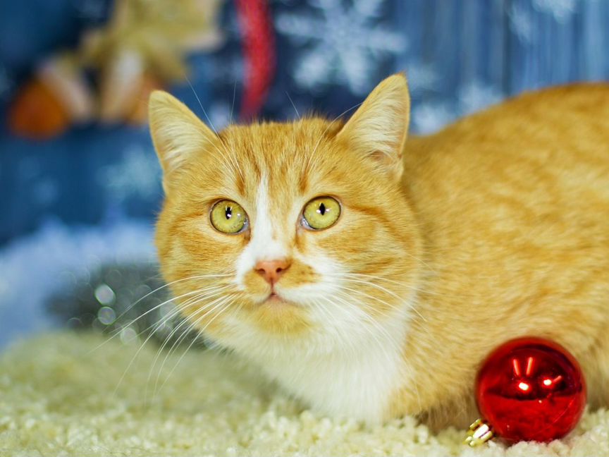 Прехорошенькая кошечка ищет семью