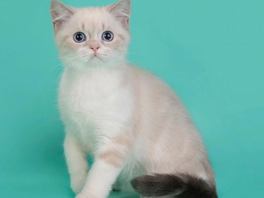 Шотландский котенок