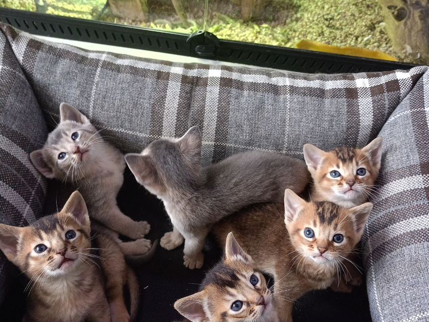Бронь котят аббисинцы