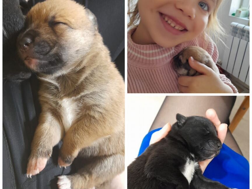 Собака в добрые руки щенок