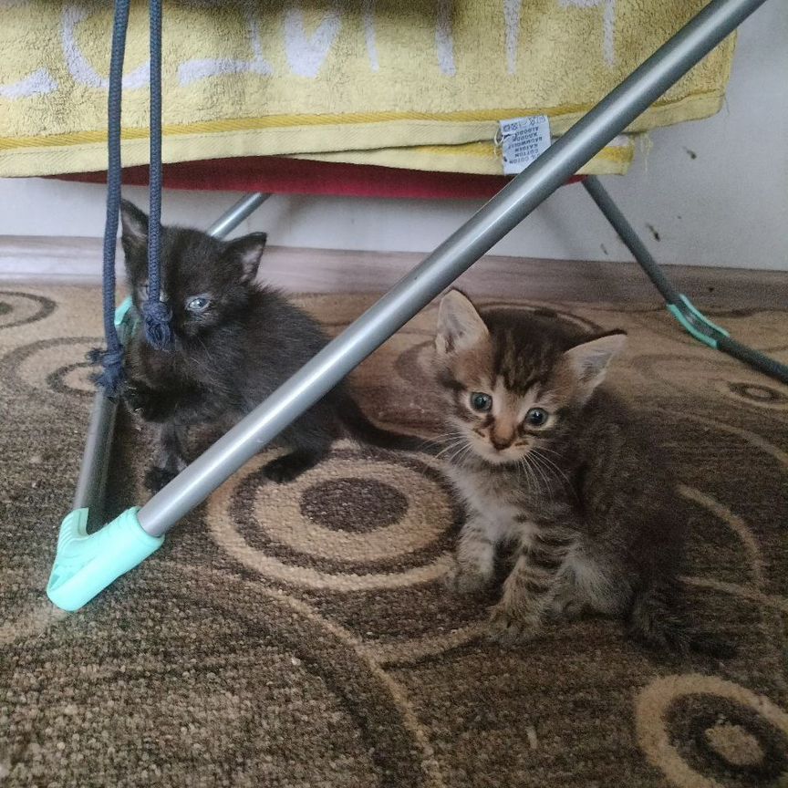 Отдам котят