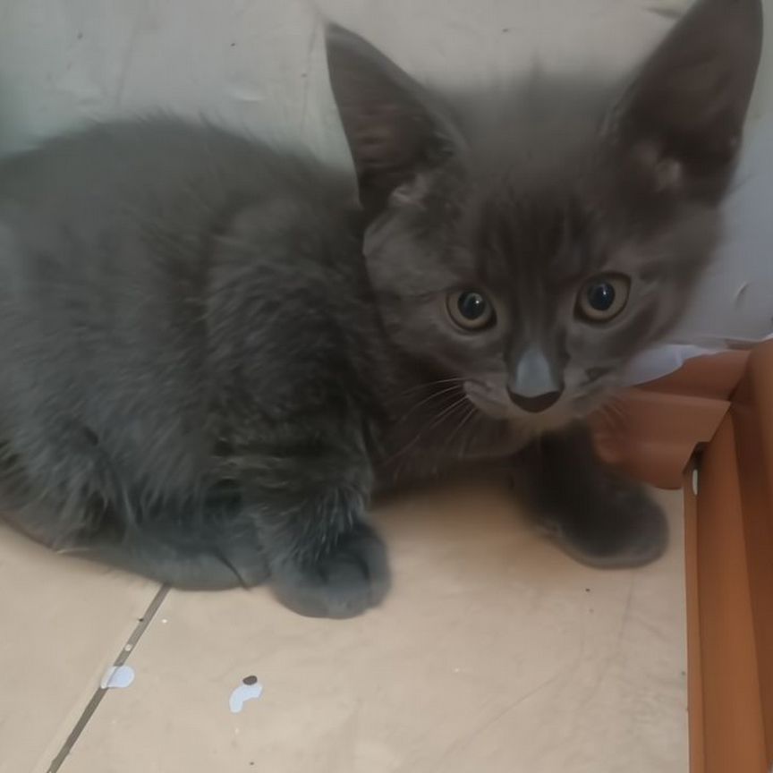 Мейн-кун котёнок