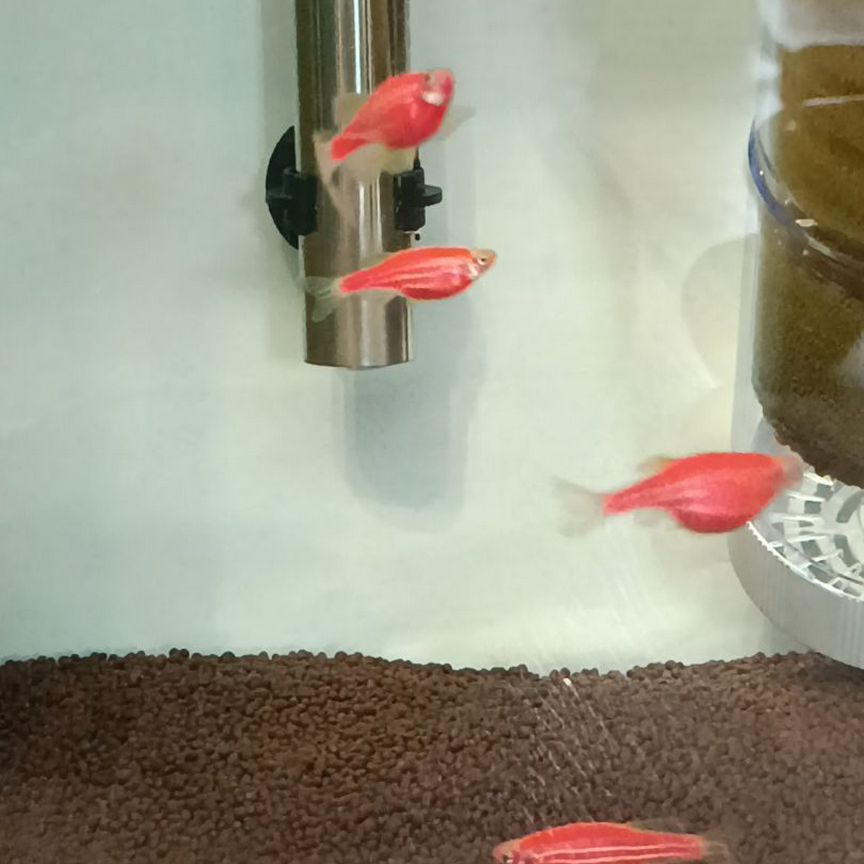 Рыбки данио розовые