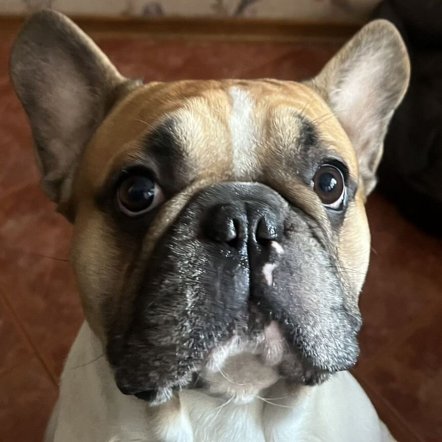 Французский бульдог бесплатно