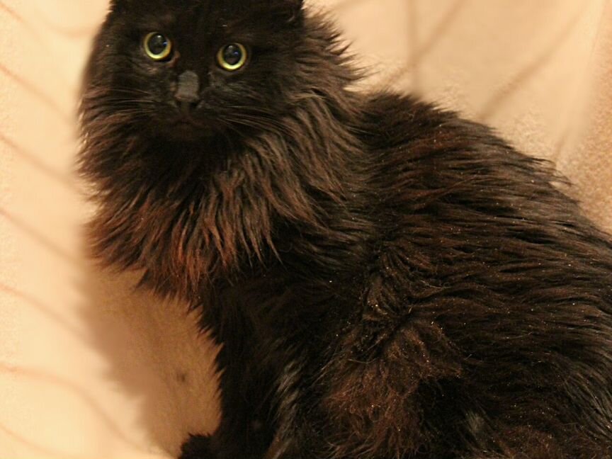 Пушистое чудо Ксю