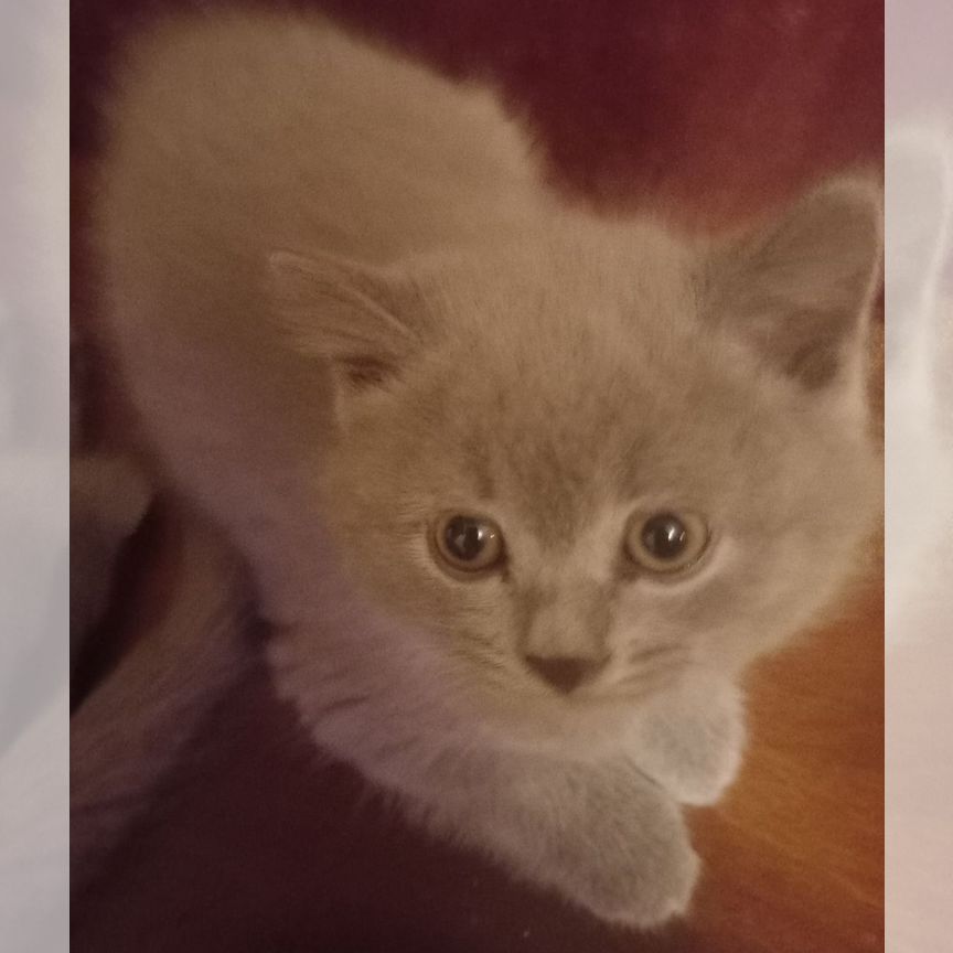 Британский короткошёрстный котёнок