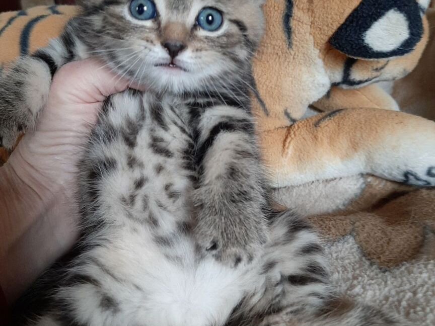 Шотландская