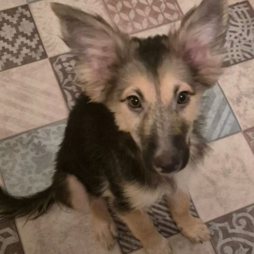 Щенок в добрые руки