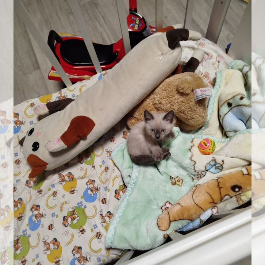 Тайский котёнок