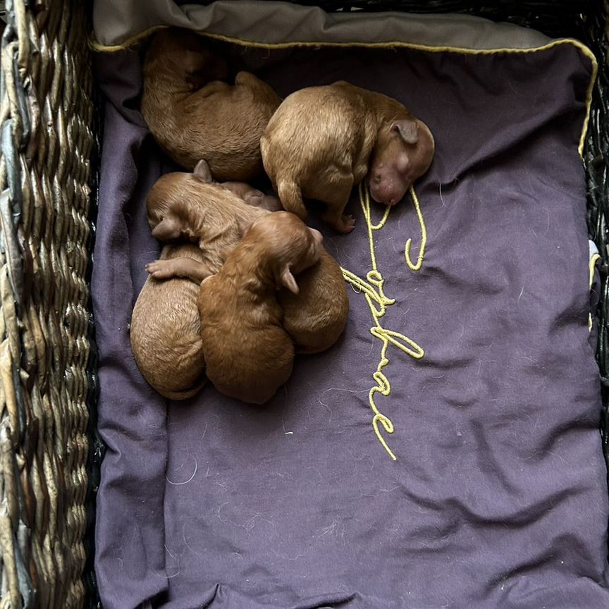 Той-пудель, щенок