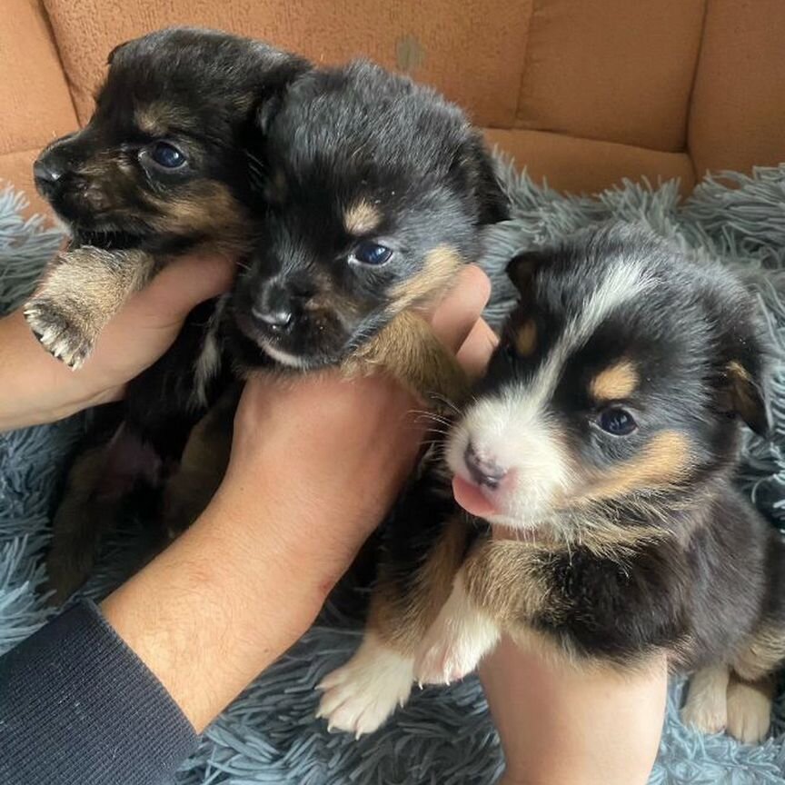 Щенки мальчики