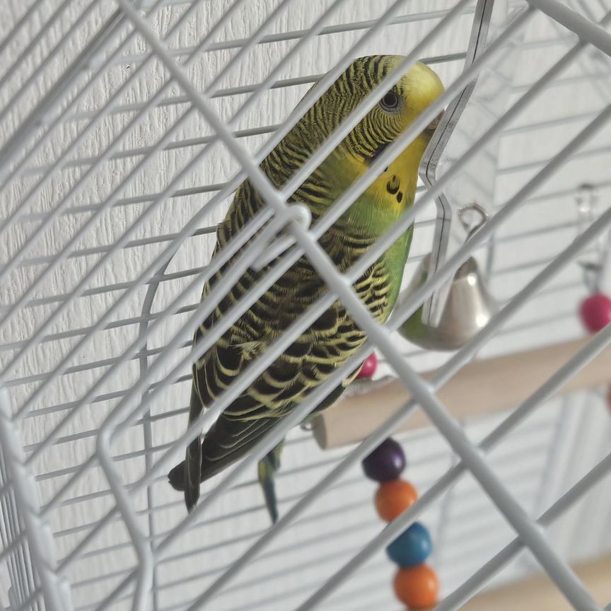 Волнистый попугай с клеткой