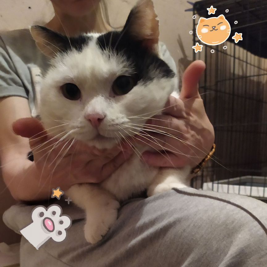 Кошки в добрые руки бесплатно