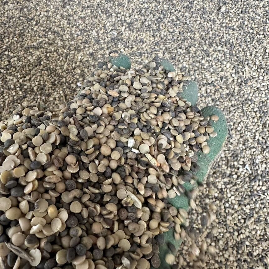 Дробленка яровой вики на фураж